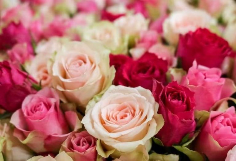 What Color Means Love? A Complete Guide to Romantic Symbolism in Colors ...
